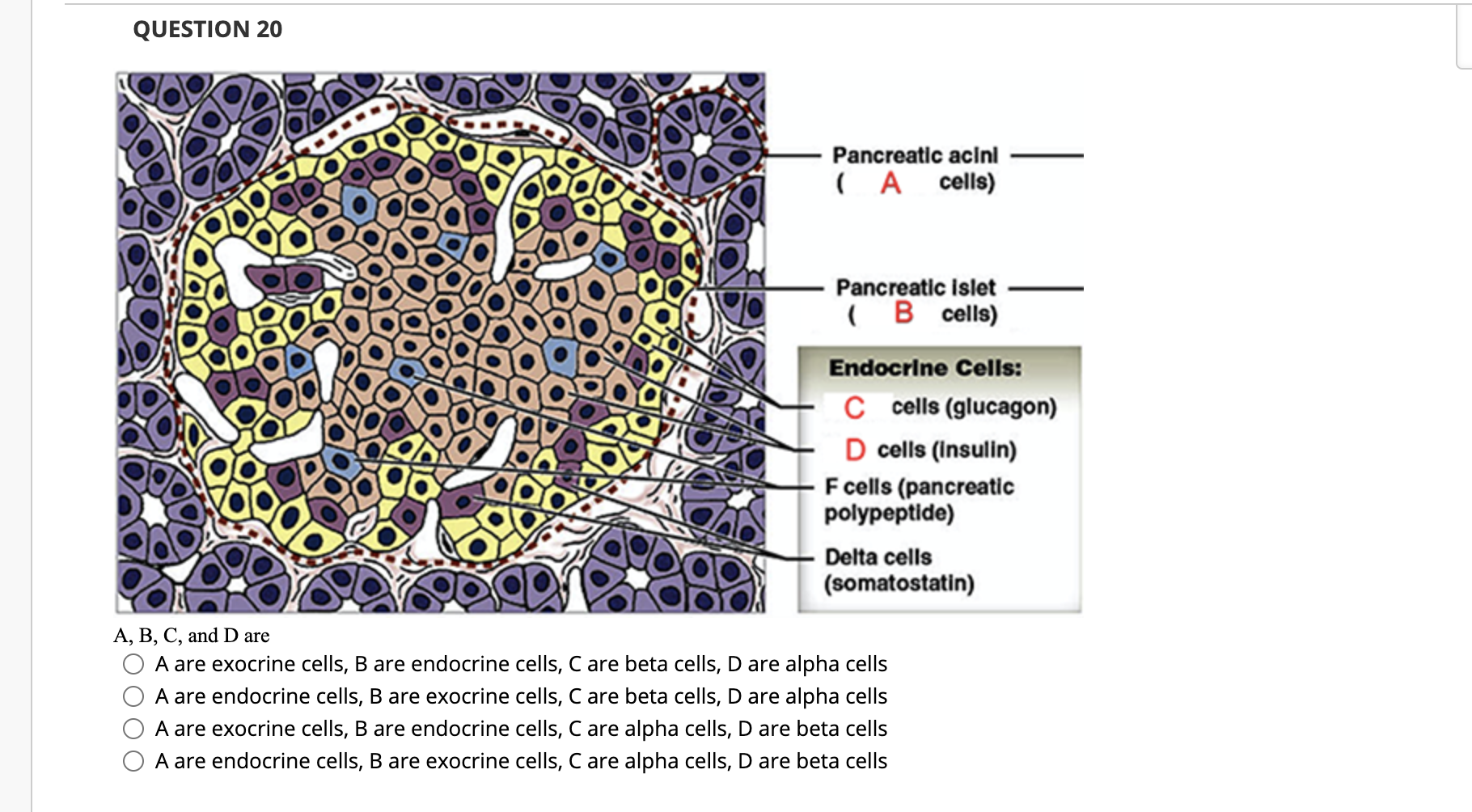 Solved QUESTION 20 Pancreatic acini ( A cells) Pancreatic | Chegg.com