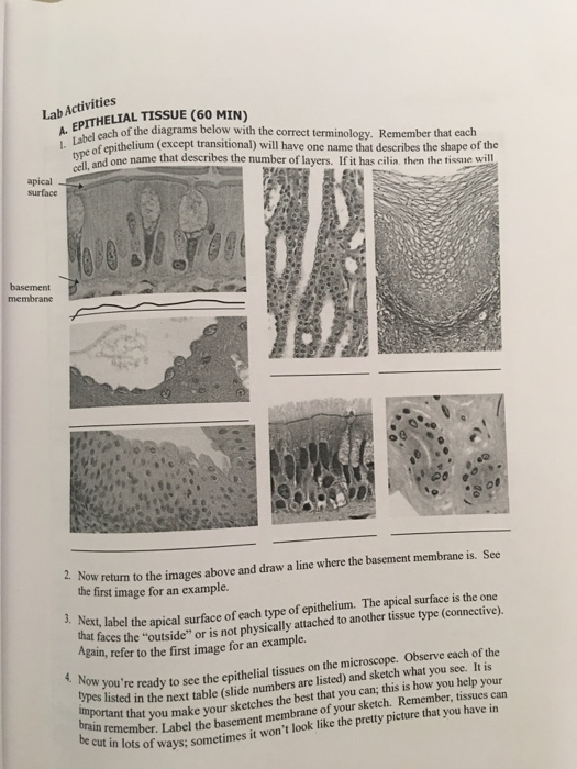 Solved Lab Activities EPITHELIAL TISSUE (60 MIN) he diagrams | Chegg.com