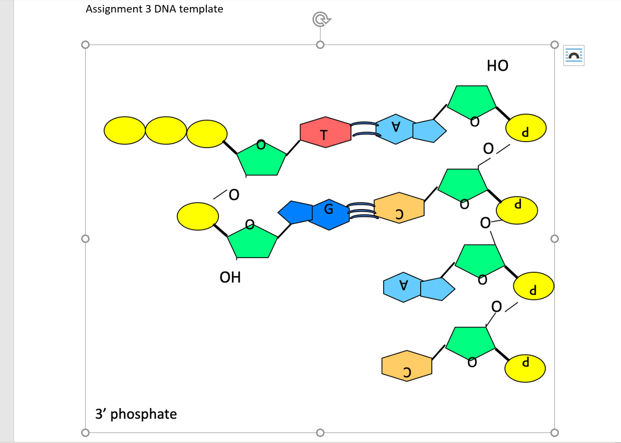 Solved Using the following DNA template in the attached | Chegg.com