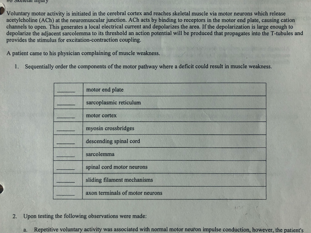 Solved Voluntary motor activity is initiated in the cerebral | Chegg.com