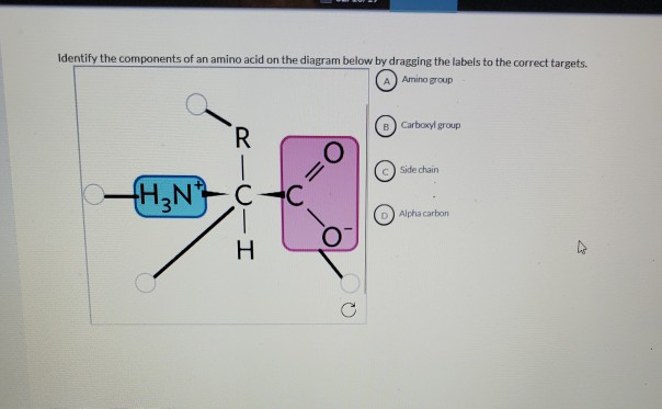 Solved identify the components of an amino acid on the | Chegg.com