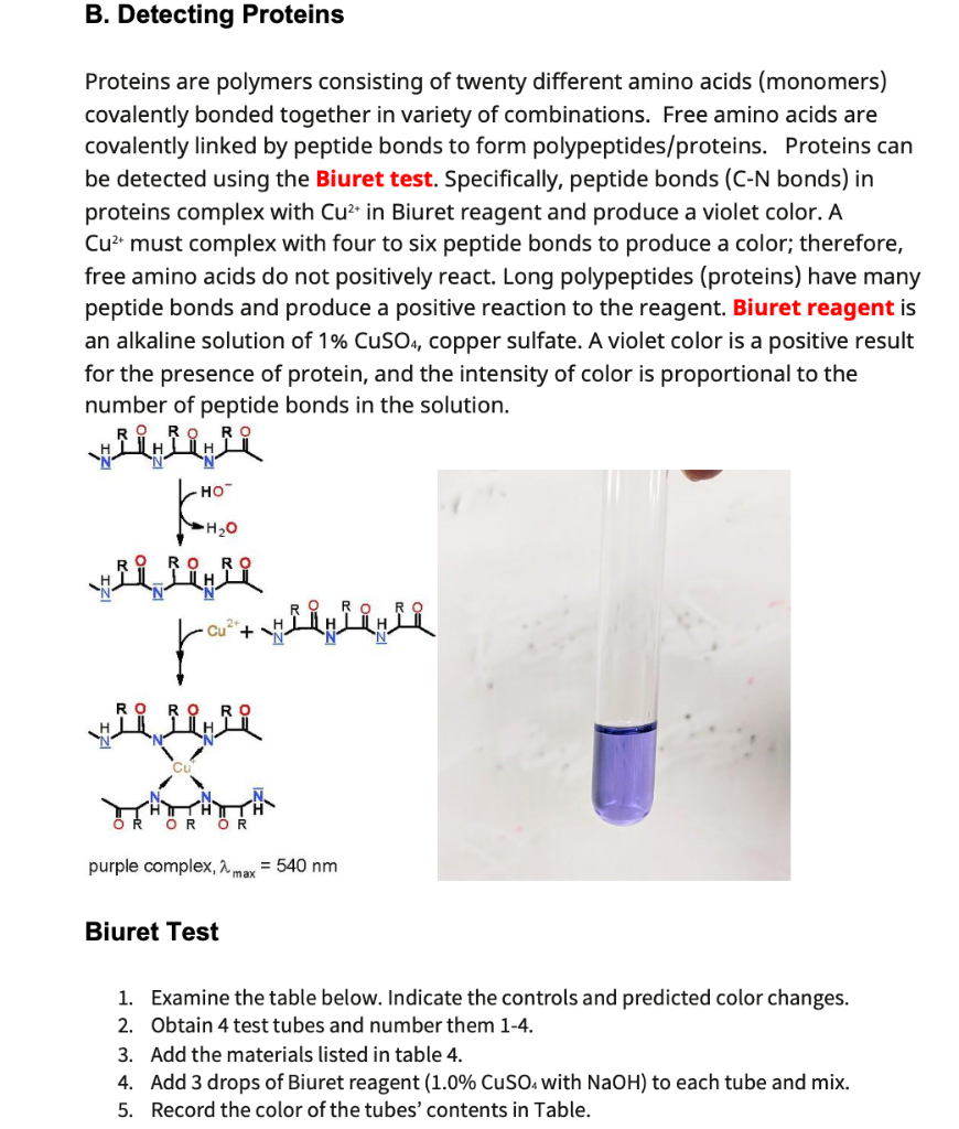 Solved B. Detecting Proteins Proteins are polymers | Chegg.com