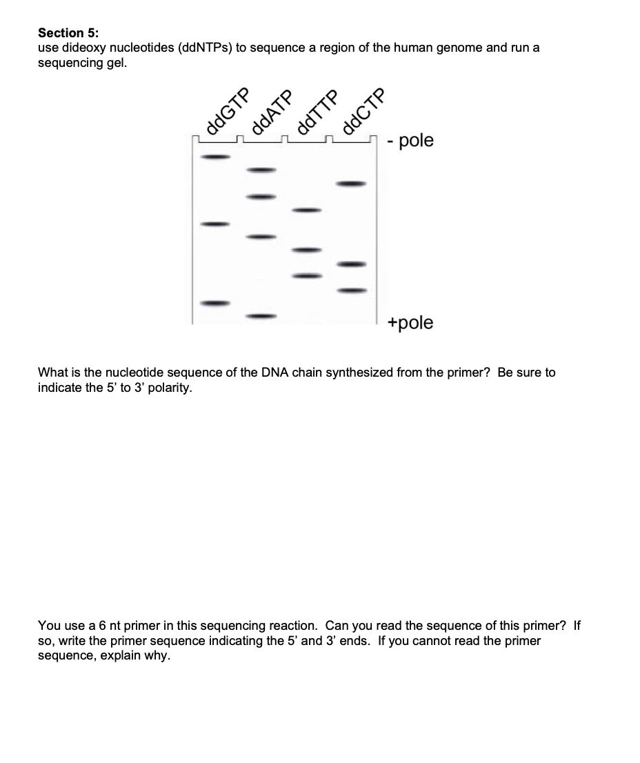 Solved Section 5: use dideoxy nucleotides (ddNTPs) to | Chegg.com