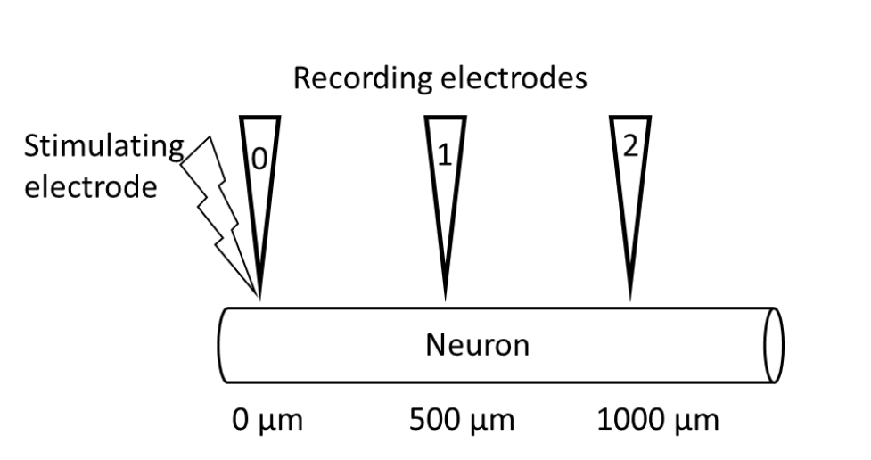 Solved 2. Using a sharp microelectrode, you impale a long | Chegg.com