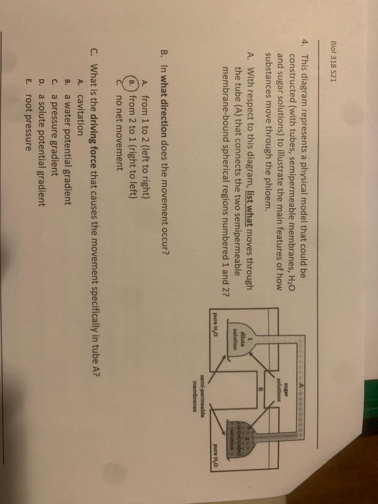 Solved Biol 318 321 sugar solutions 4. This diagram | Chegg.com