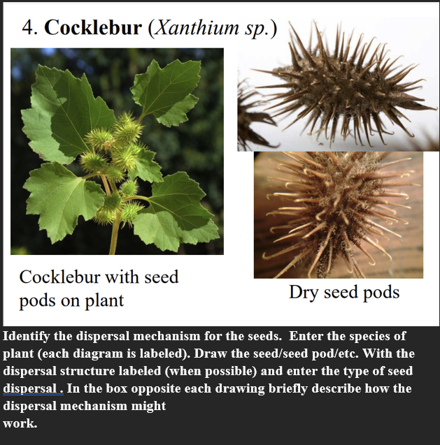 Solved Identify the dispersal mechanism for the seeds. Enter | Chegg.com