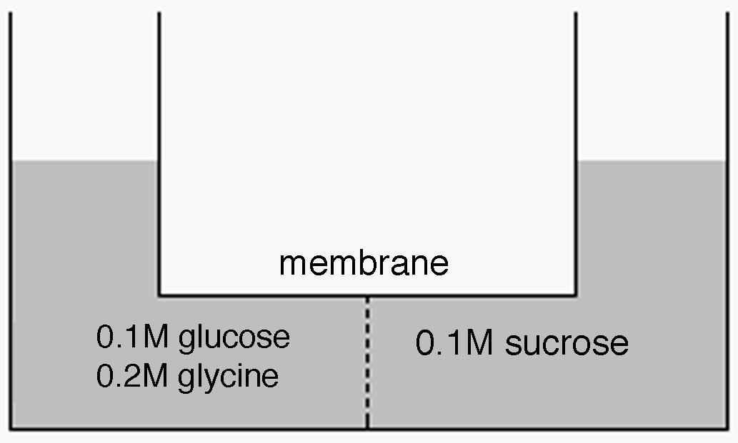 Below is a U-tube experiment with a membrane that is | Chegg.com