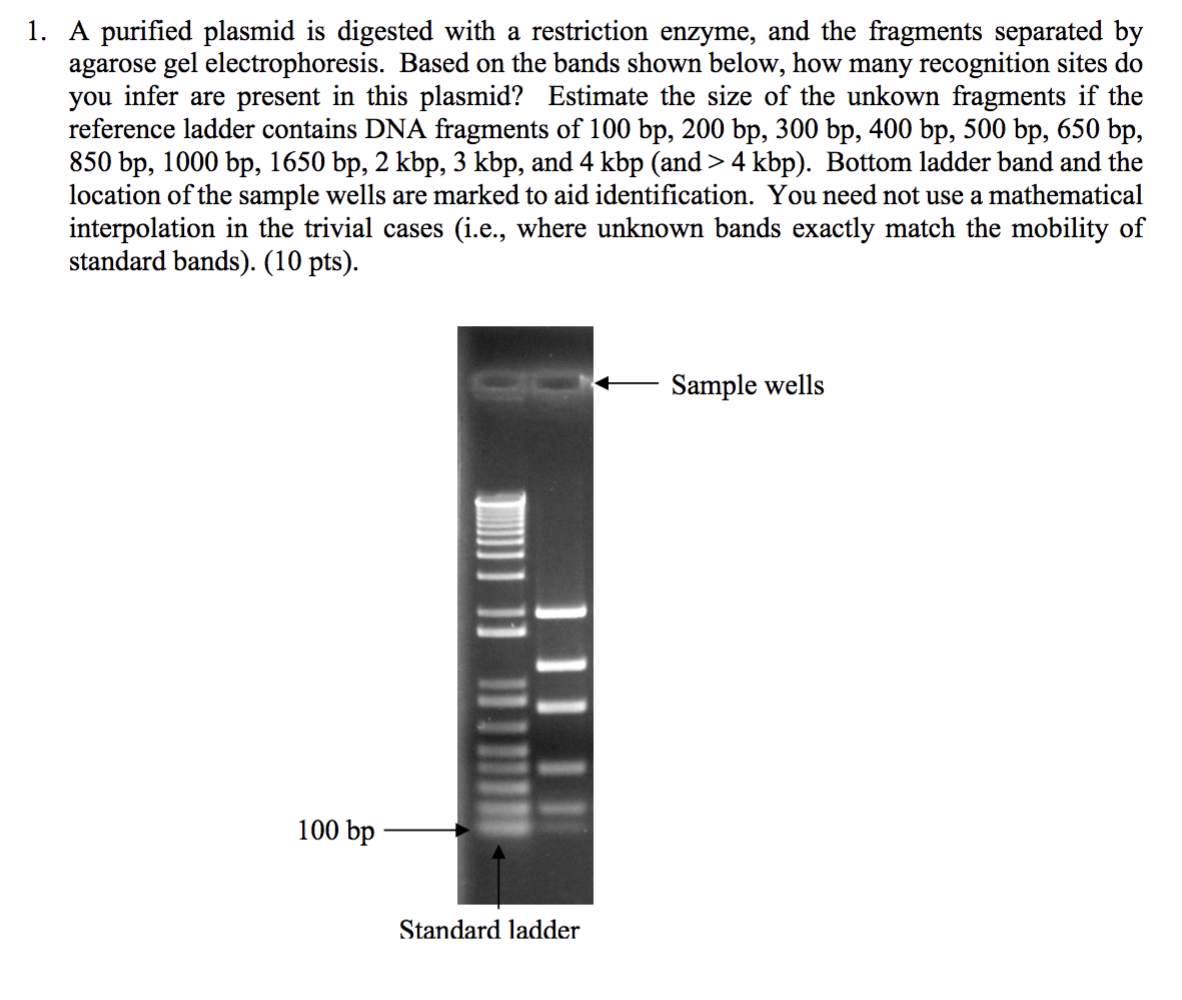 Solved Please draw the plot of your fragment size standard | Chegg.com