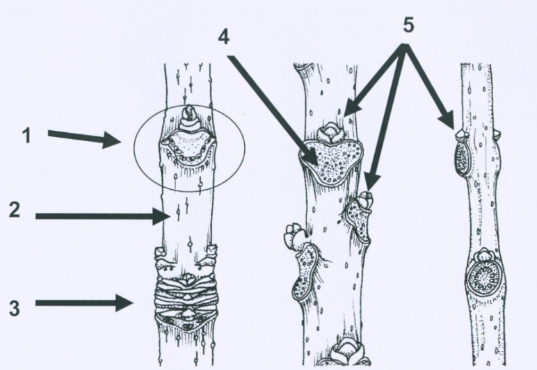Solved Identify the following on the diagram below: Lateral | Chegg.com