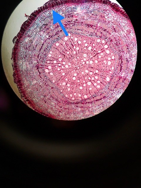 Solved Quercus mature woody root, cross section, | Chegg.com