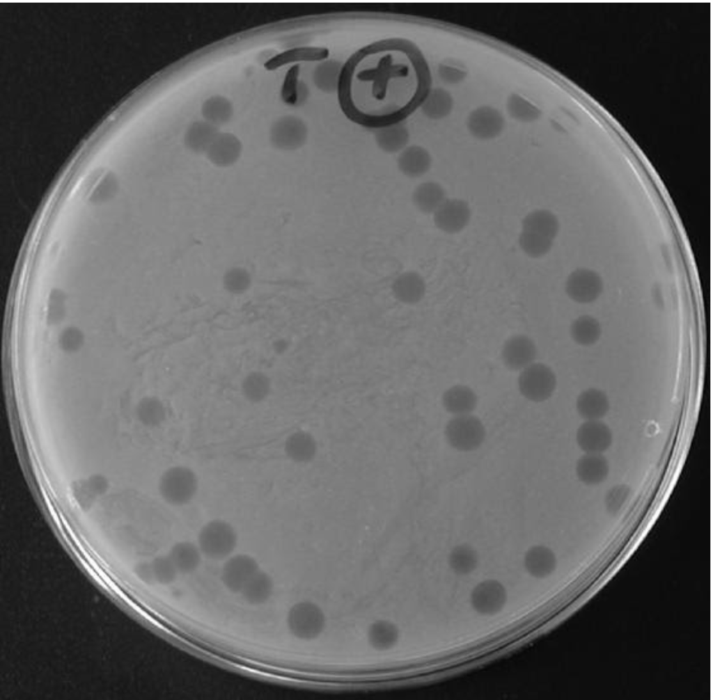 Solved 1- Describe the growth and plaque formation on the | Chegg.com