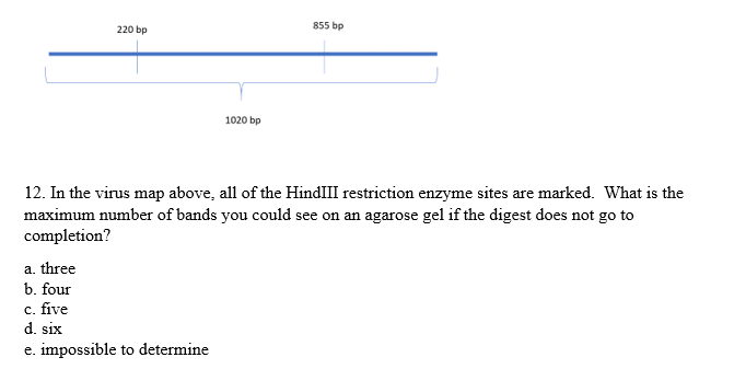 Solved 220 bp 855 bp 1020 bp 12. In the virus map above all | Chegg.com