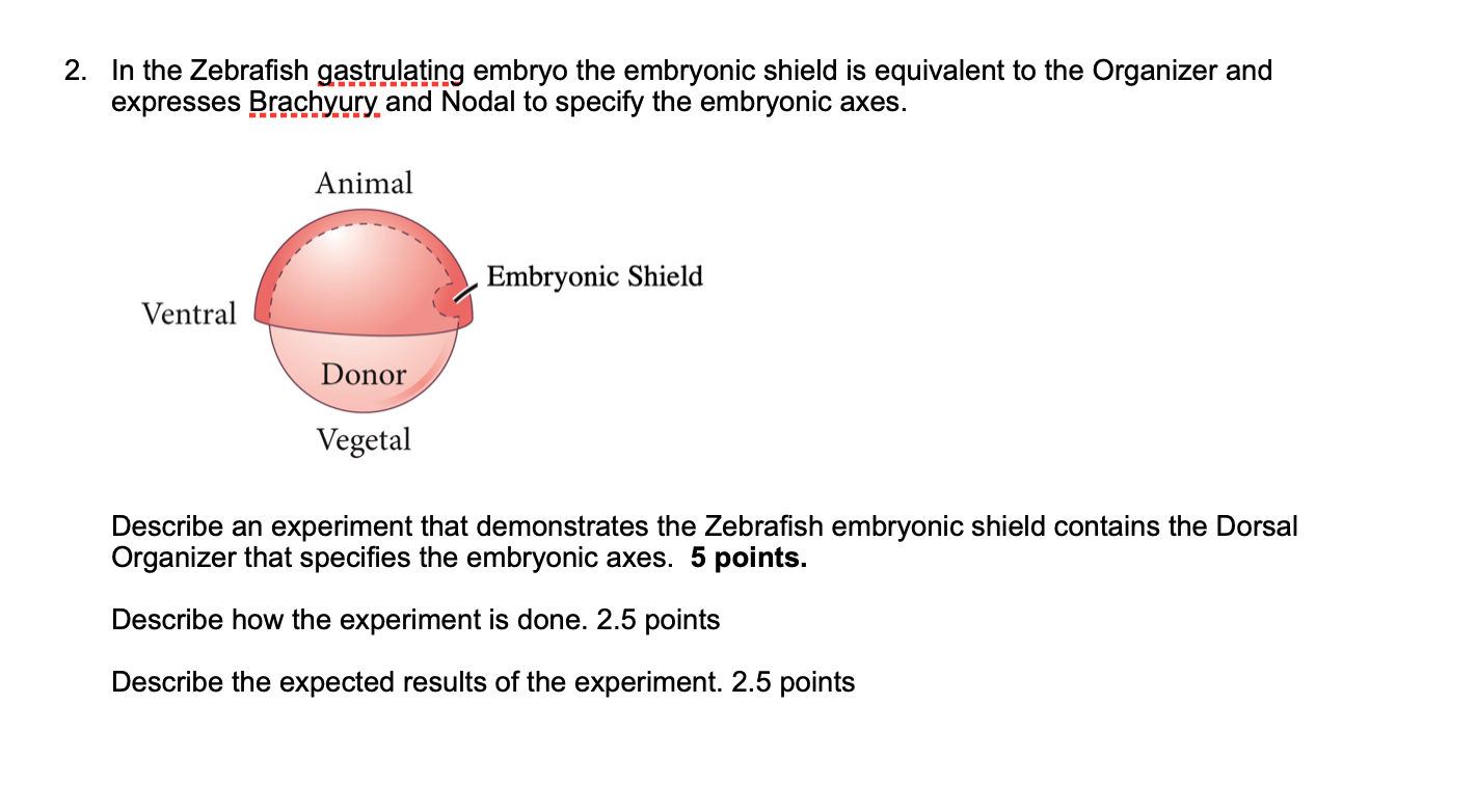Solved 2. In the Zebrafish gastrulating embryo the embryonic | Chegg.com