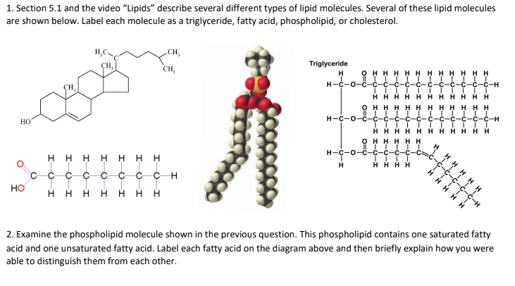 1. Section 5.1 and the video "Lipids" describe | Chegg.com