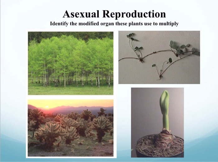 Solved Asexual Reproduction Identify the modified organ | Chegg.com