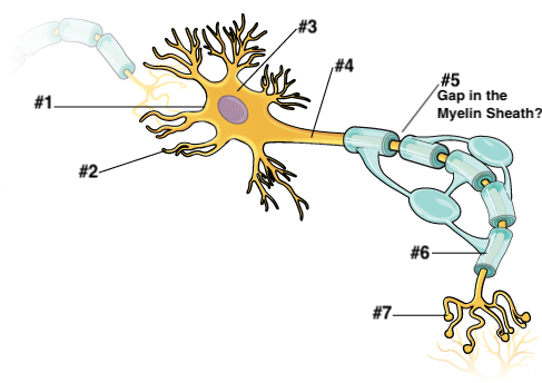Solved Nervous System, Endocrine System, and Neuron | Chegg.com