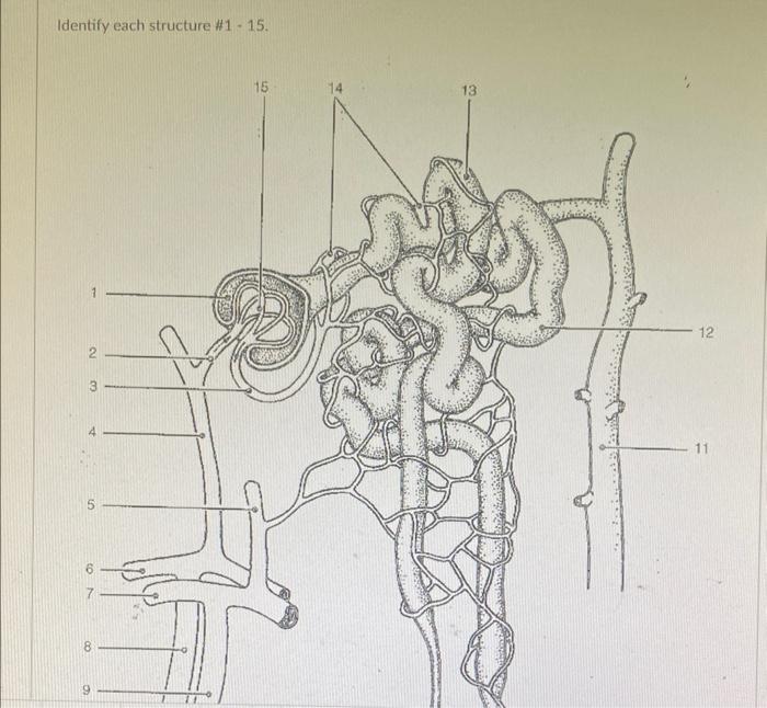 Solved Identify each structure of the renal system. Identify | Chegg.com Solved Identify each structure of the renal system. Identify | Chegg.com