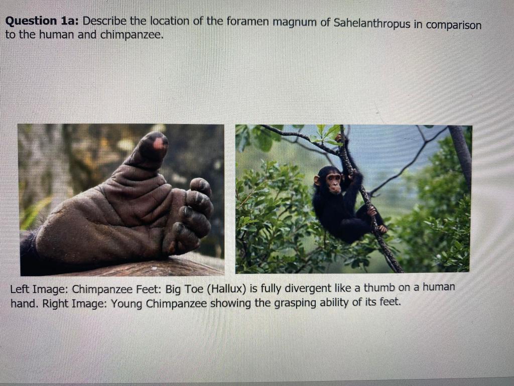 Solved Question 2A: Describe Ardipithecus ramidus’ foot | Chegg.com