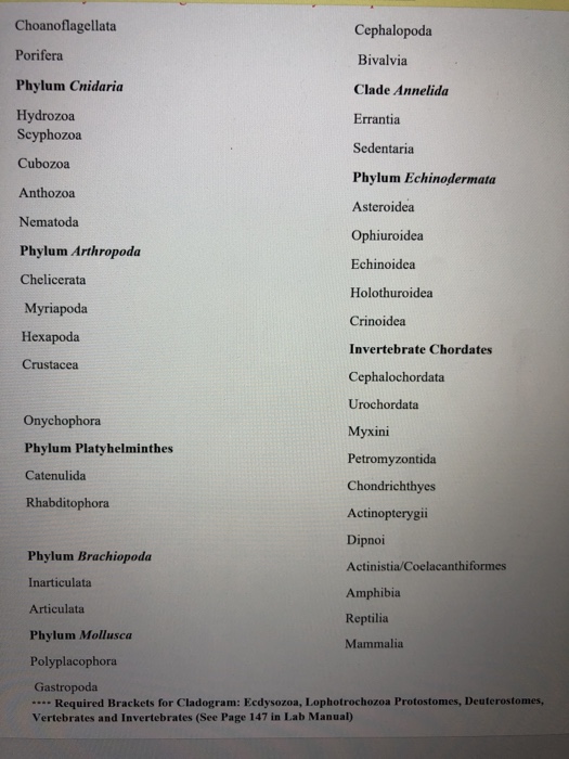 Solved Choanoflagellata Porifera Phylum Cnidaria Hydrozoa | Chegg.com