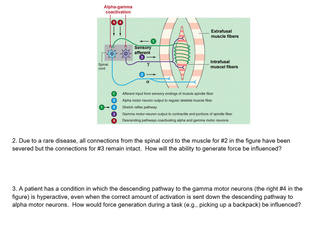 Solved Alpha-gamma coactivation Extrafusal muscle fibers | Chegg.com