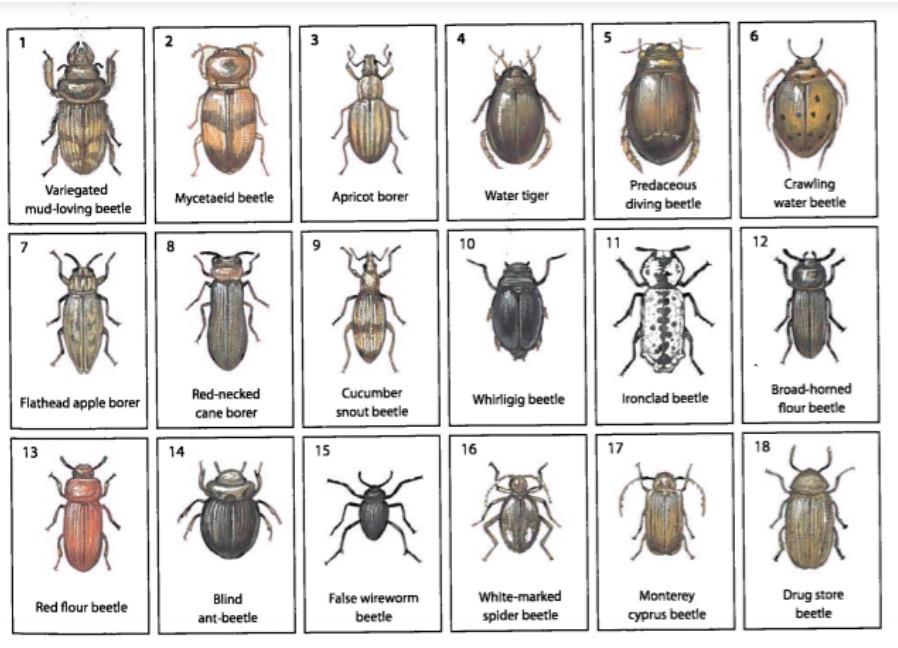 Solved I need help creating a dichotomous key to identify | Chegg.com