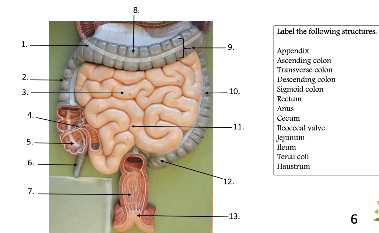 Solved Label the following structures: Appendix | Chegg.com
