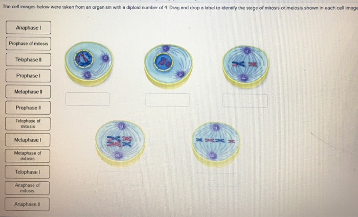 Solved The cell images below were taken from an organism | Chegg.com
