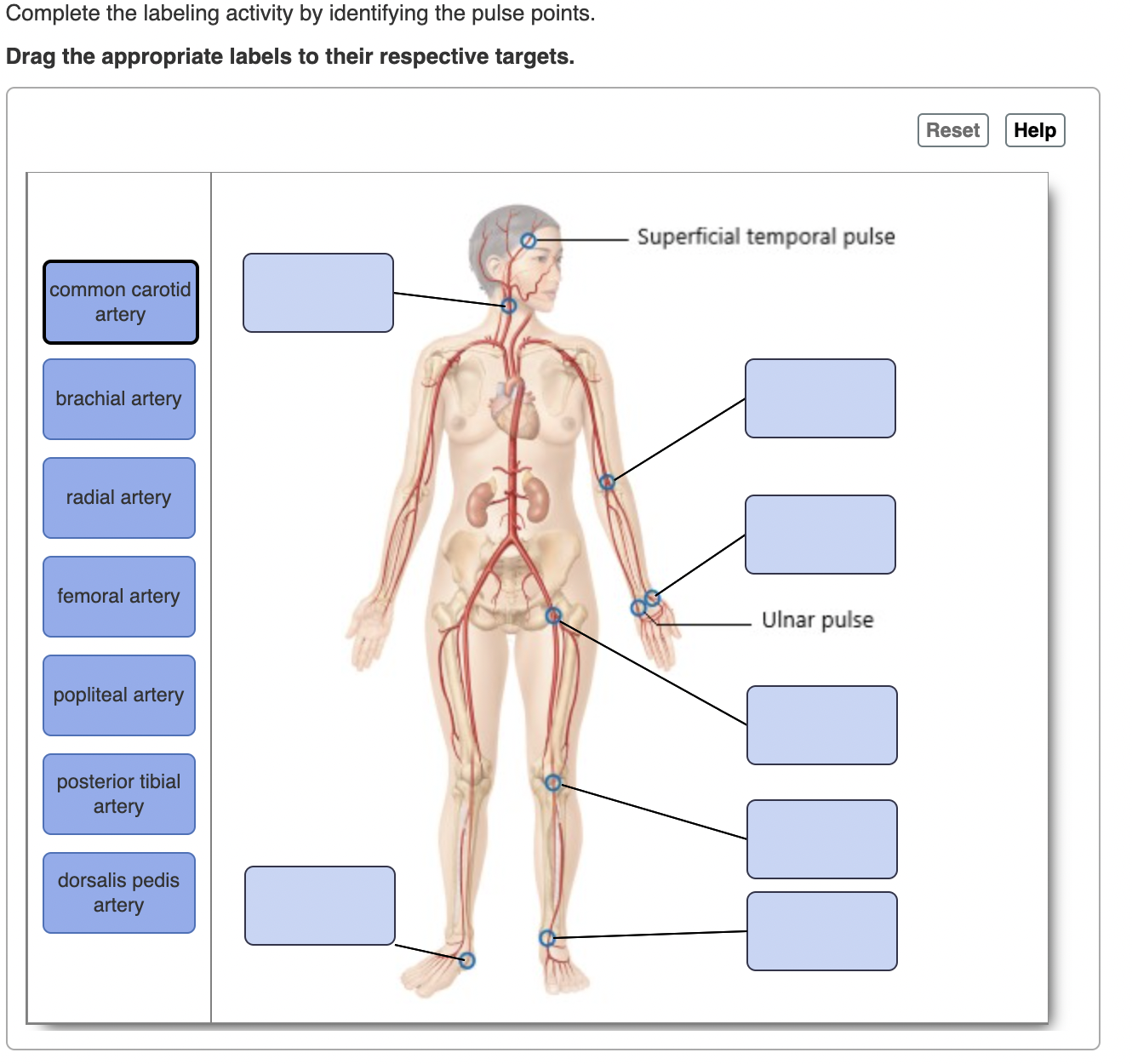 Solved Complete the labeling activity by identifying the | Chegg.com