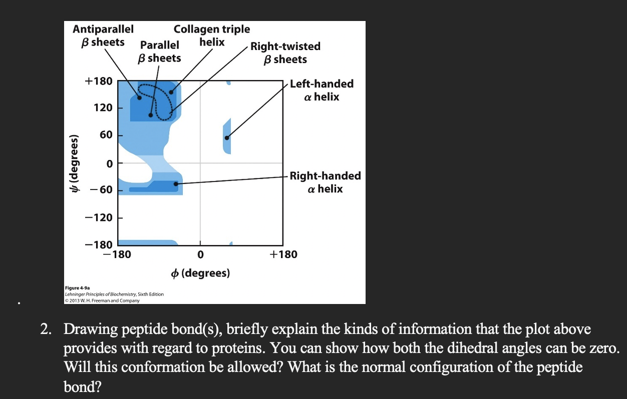 Solved Antiparallel Collagen triple B sheets Parallel helix | Chegg.com