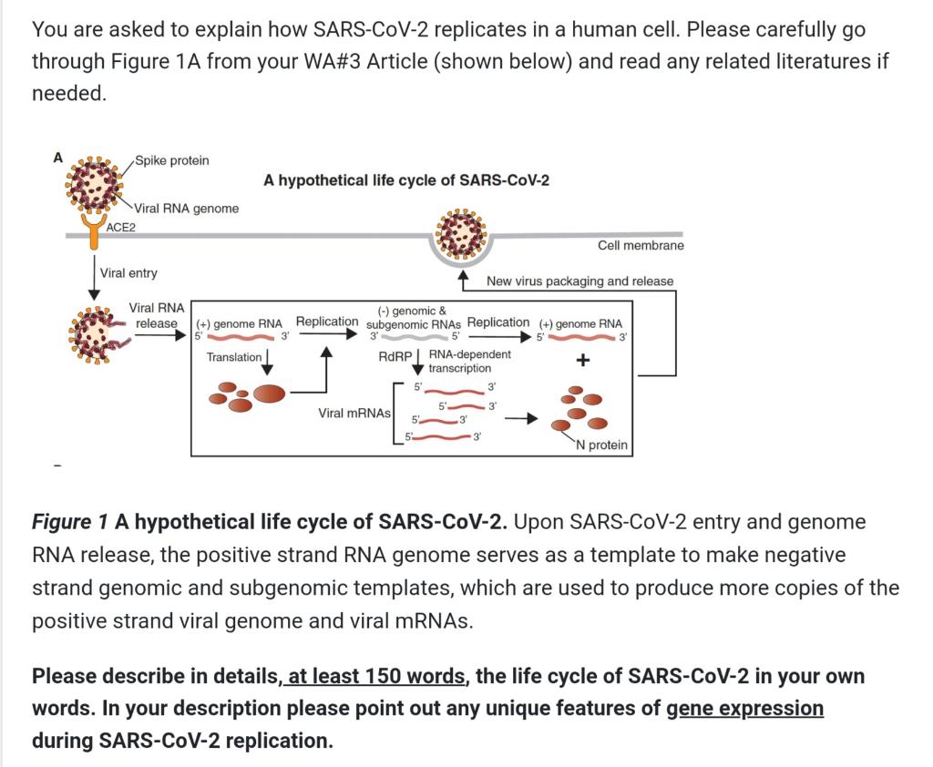 Solved You are asked to explain how SARS-CoV-2 replicates in | Chegg.com
