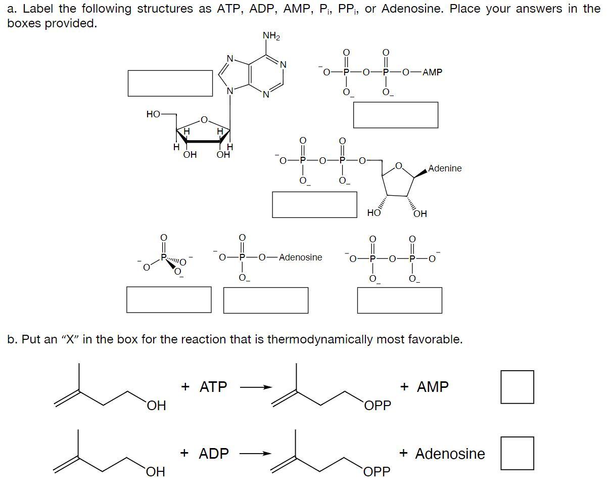 Solved a. Label the following structures as ATP, ADP, AMP, | Chegg.com