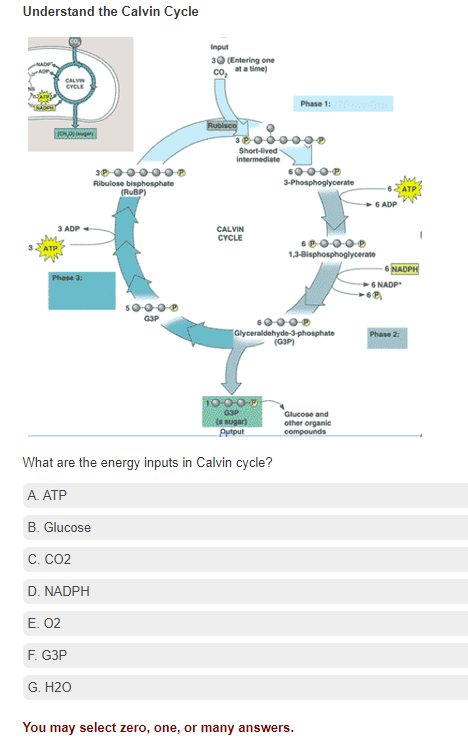 Solved Understand the Calvin Cycle Input 30 (Entering one | Chegg.com