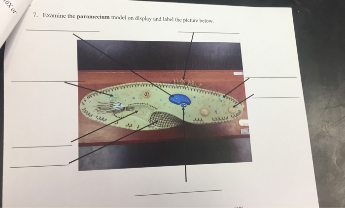Solved 7. Examine the paramecium model on display and label | Chegg.com