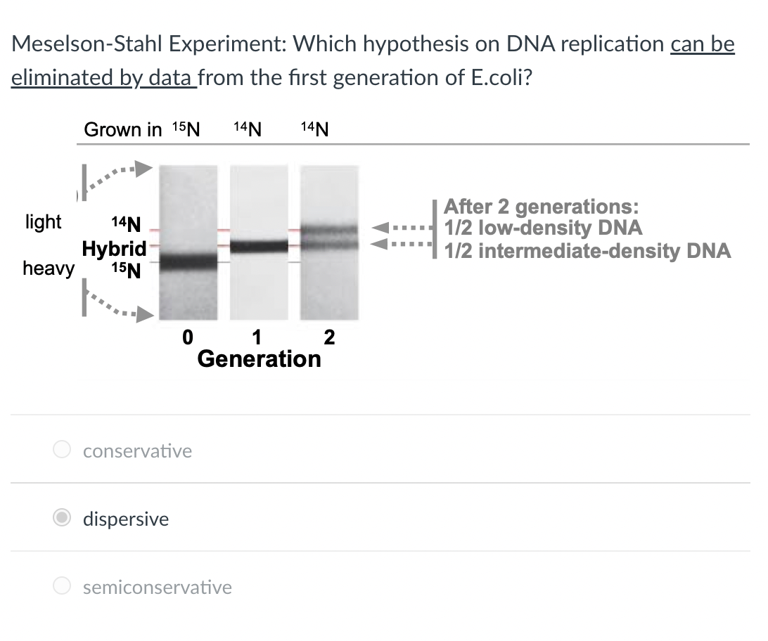 Solved Meselson-Stahl Experiment: Which hypothesis on DNA | Chegg.com