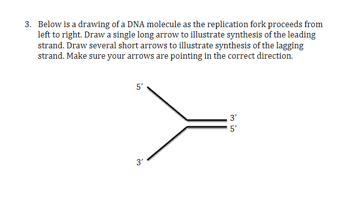 Solved 3. Below is a drawing of a DNA molecule as the | Chegg.com