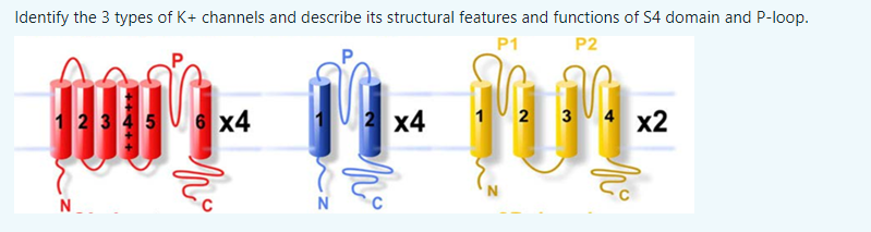 Solved Identify the 3 types of K+ channels and describe its | Chegg.com