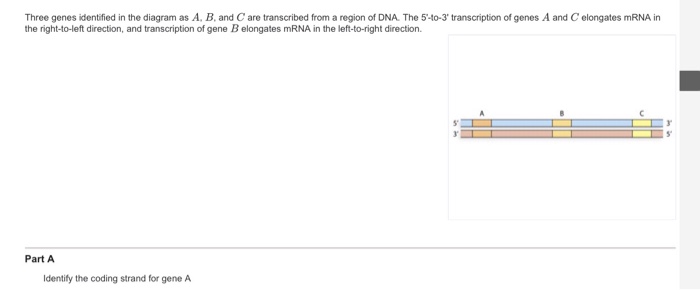 Solved Three genes identified in the diagram as A, B, and | Chegg.com