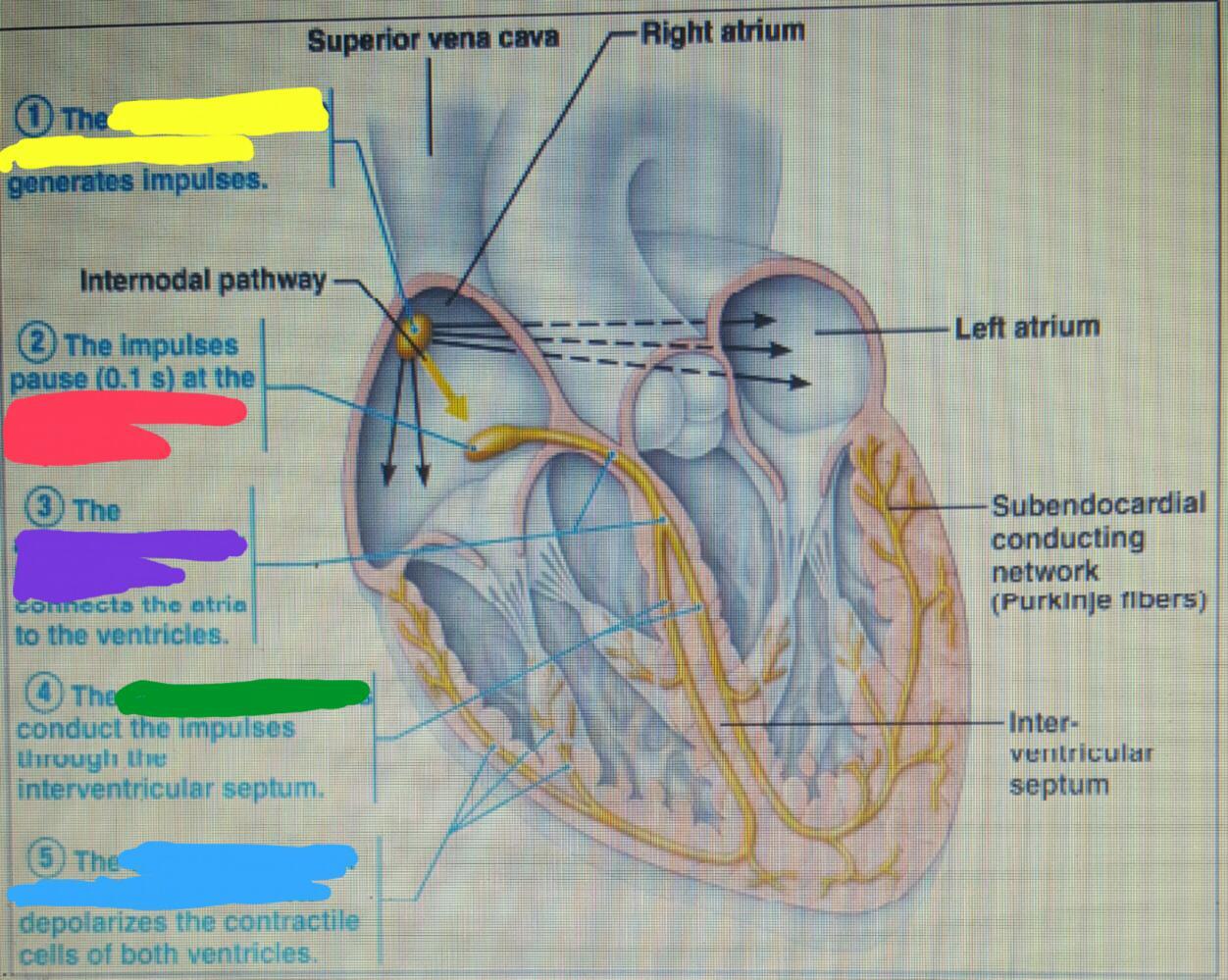 Subendocardial Conducting Network