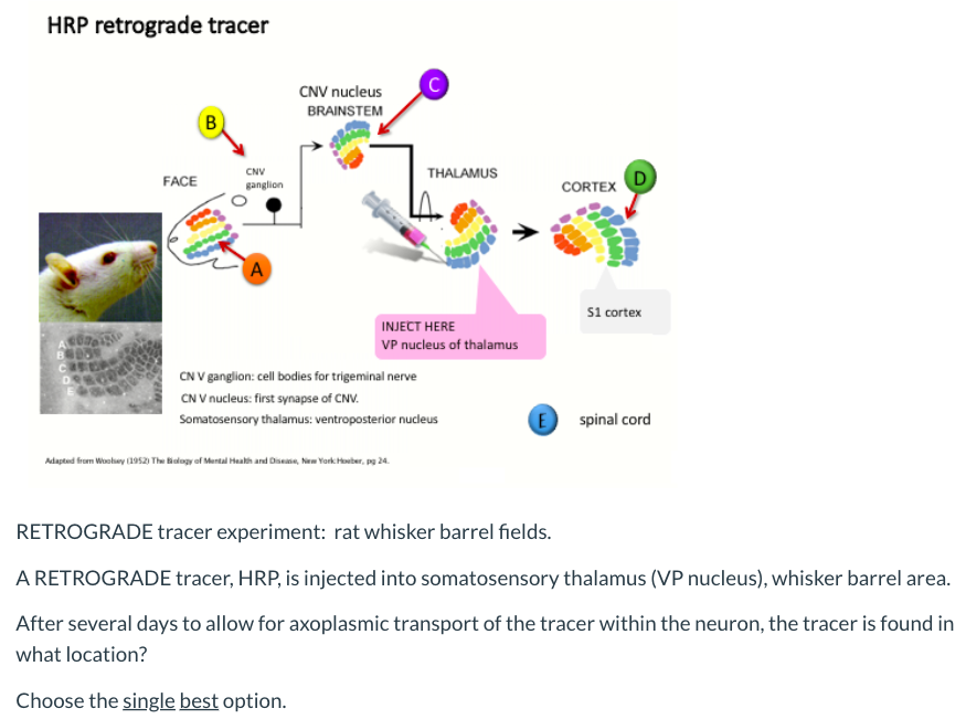 Solved HRP retrograde tracer CNV nucleus BRAINSTEM FACE CNV | Chegg.com