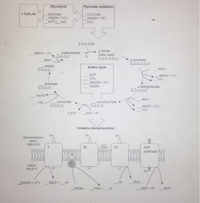 Solved Pyruvate oxidation Glycolysis 1 C6H1206 pyruvate | Chegg.com
