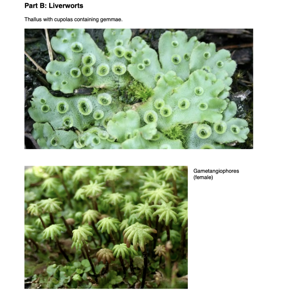 Solved What Stage Of The Life Cycle In Liverworts