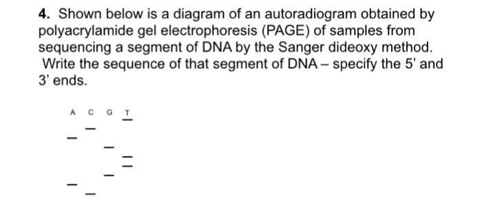 Solved Shown below is a diagram of an autoradiogram obtained | Chegg.com