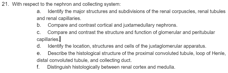Solved 21. With respect to the nephron and collecting | Chegg.com