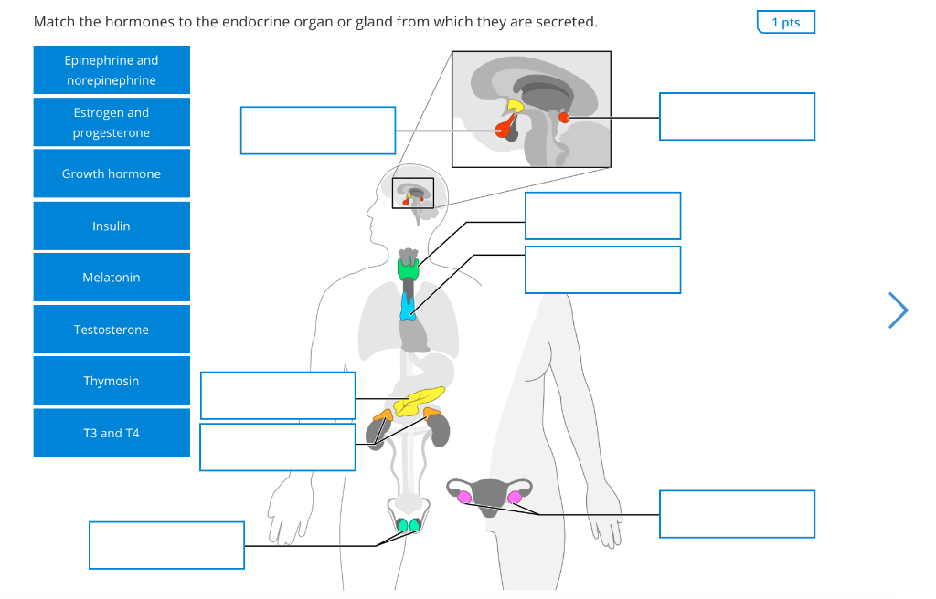 Solved 1 pts Identify the location of the endocrine tissue | Chegg.com