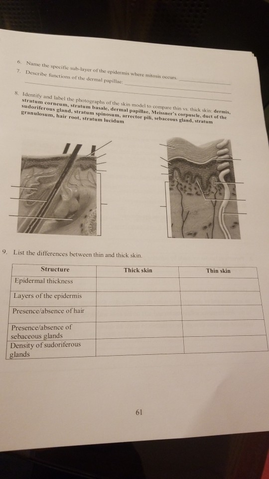 Solved 6. Name the specific sub-layer of the epidermis where | Chegg.com