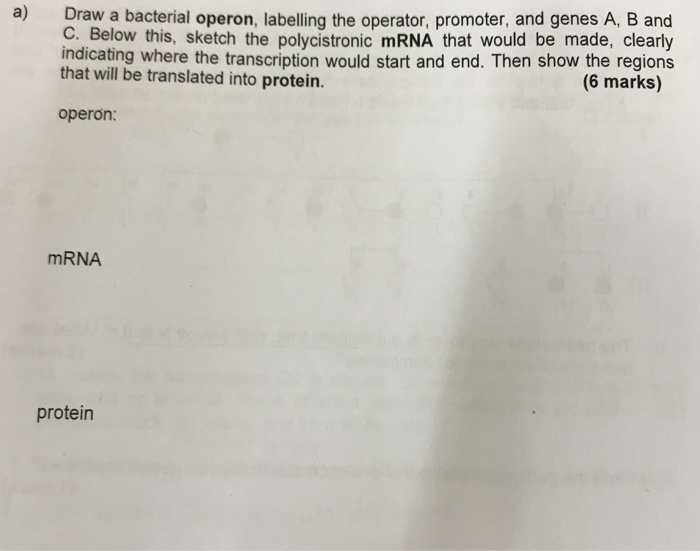 Solved a) Draw a bacterial operon, labelling the operator, | Chegg.com