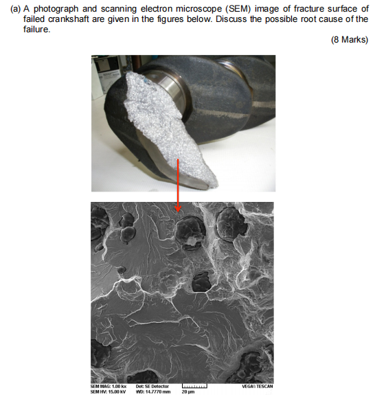Solved (a) A photograph and scanning electron microscope | Chegg.com