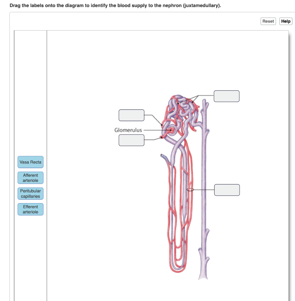 Solved Art-labeling Activity: Internal Anatomy of the Kidney | Chegg.com