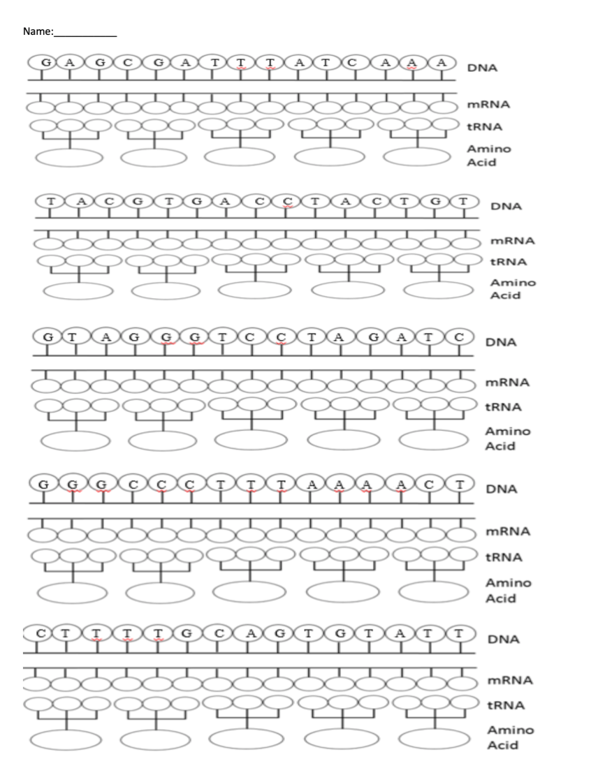 Solved Name: G A DNA mRNA tRNA Amino Acid DNA mRNA tRNA | Chegg.com