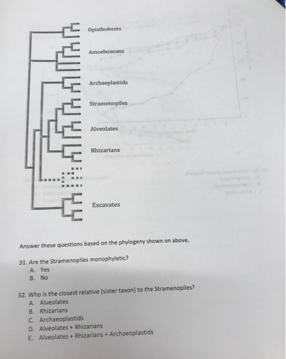 Solved Opisthokonts ー Amoebozoans Archaeplastids | Chegg.com